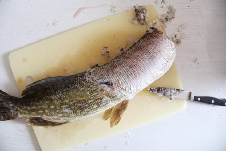 Baked Pike Recipe - Where Is My Spoon