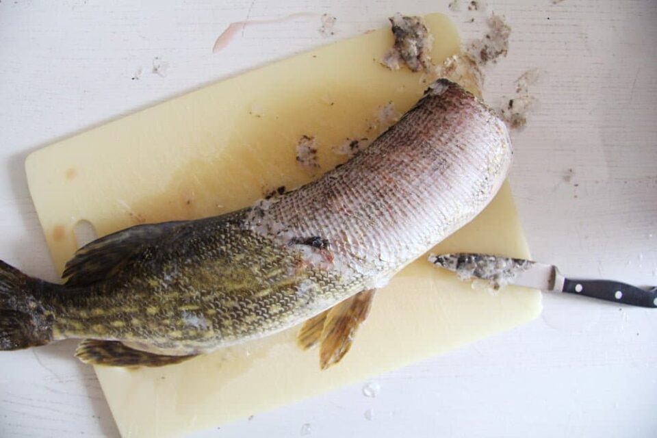 Baked Pike Recipe - Where Is My Spoon